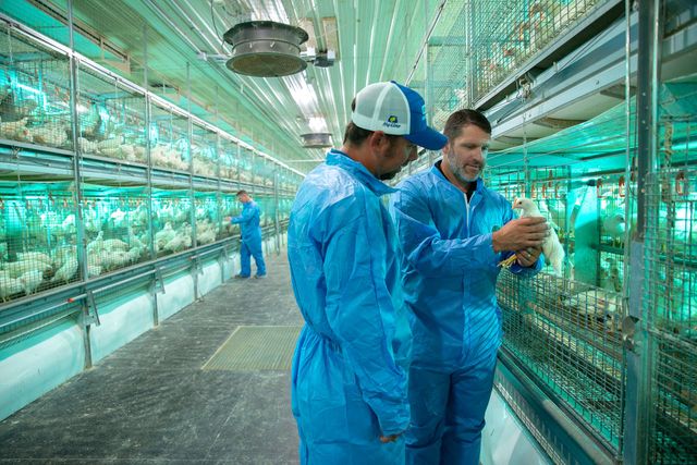 Cal-Maine Foods, Inc. (NASDAQ: CALM) Analysts' Pri... | FMP